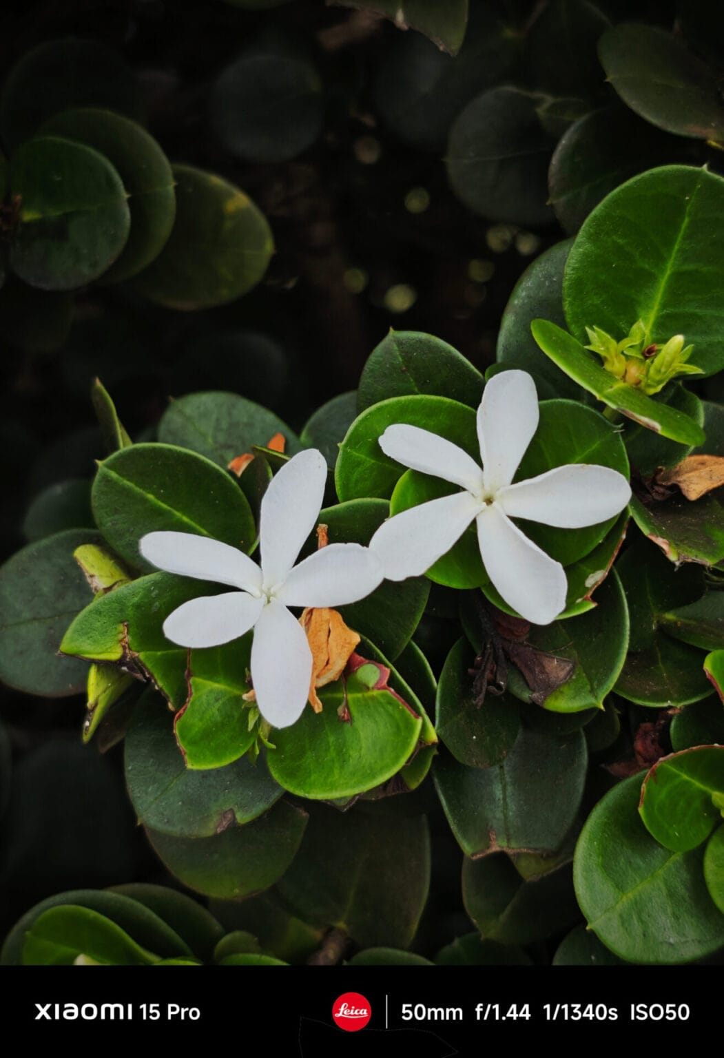 Xiaomi 15 Pro Review: Elegant Premium Design Meets Powerful Performance ...